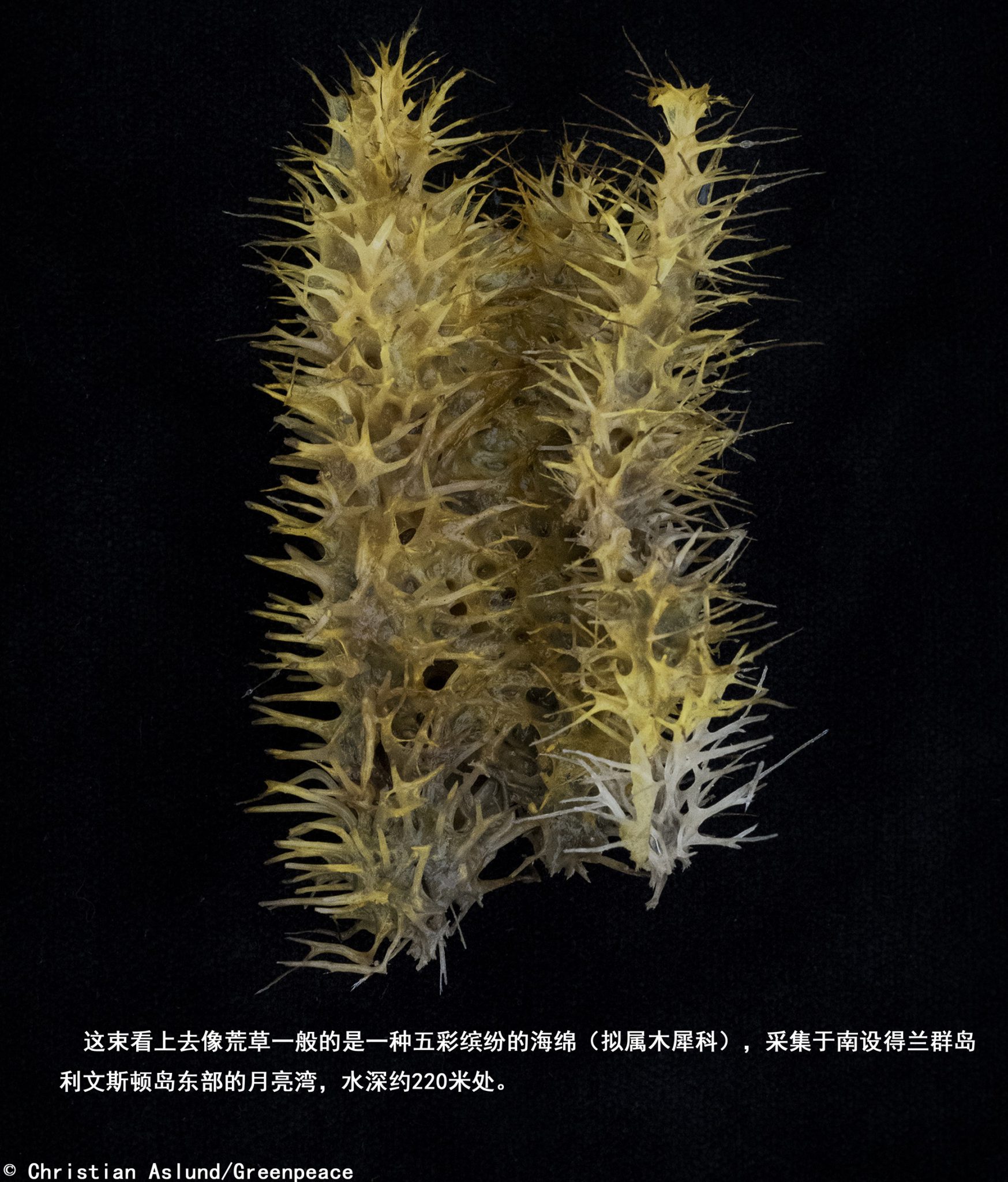 中国南极科考先驱王自磐：南极海底世界探索与保护 - 绿色和平